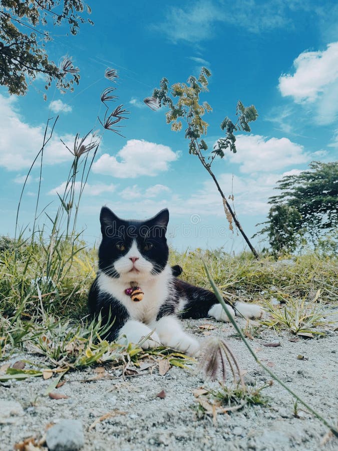 Cute Angry Cat in the Field Stock Photo - Image of cute, angry: 225479852