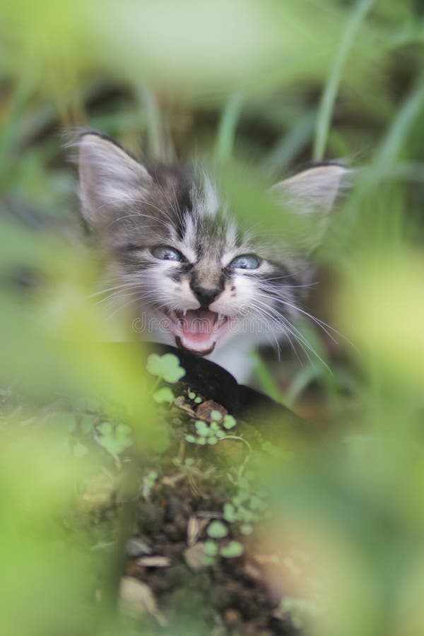 Cute Angry Kitten Look into Camera in the Yard. Kitten Stock Photo ...
