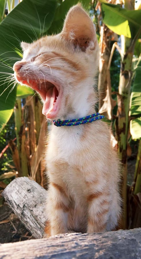 The cute angry little cat stock photo. Image of green - 262232024