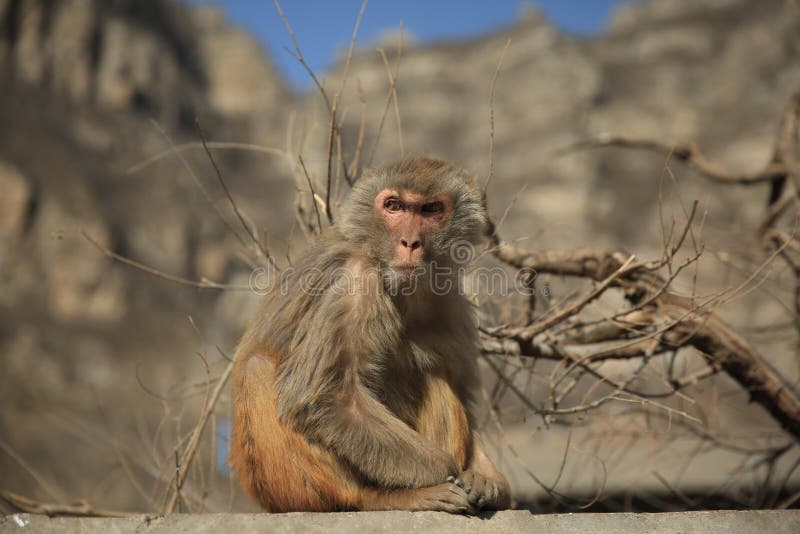 Cute angry Monkey stock photo. Image of blue, nature - 144643186