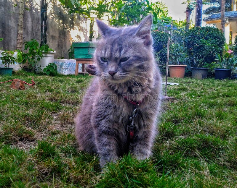 Cute Angry Persian Chat Fury Fluffy Photo stock - Image du chat, race ...