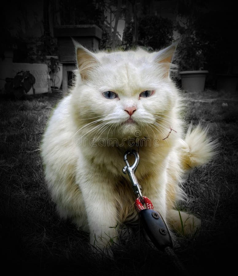 Cute Angry Persian Chat Fury Fluffy Image stock - Image of persan, race ...