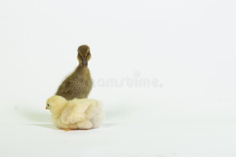 Baby duck white background stock image. Image of white - 229441479