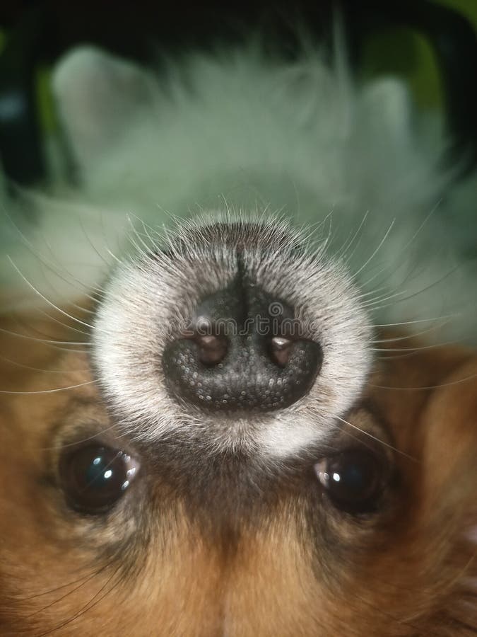 Cute animal dog hehe stock image. Image of cute, hehe - 221962781