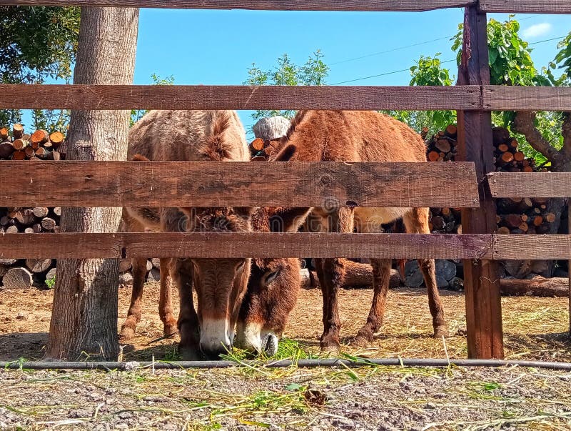 Cute Animals in Nature Places Stock Image - Image of greenscape, places ...