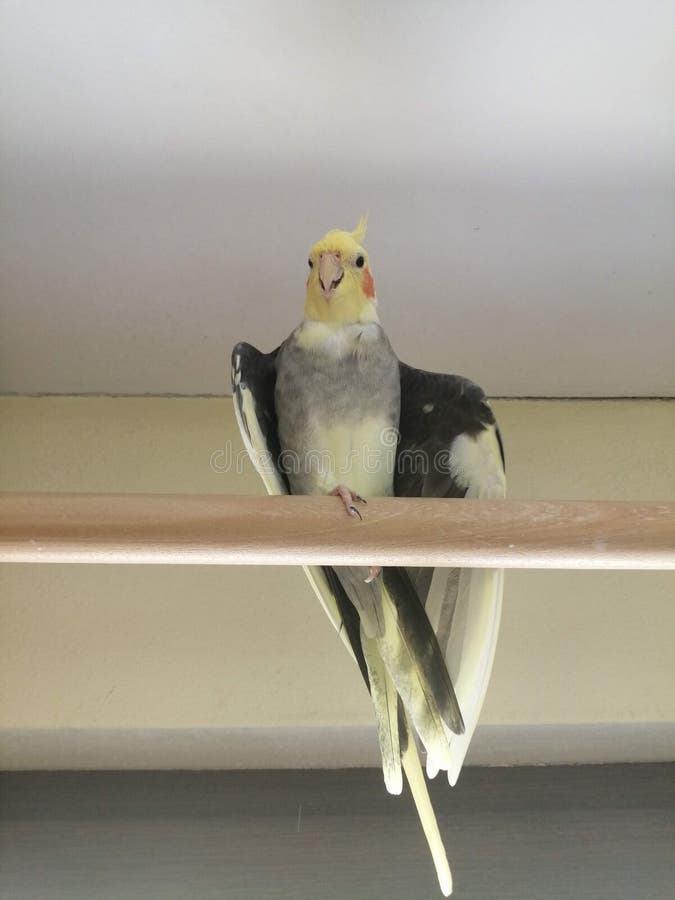 Cute Ans Beautifull Bird Cockatiel Stretching Stock Image - Image of ...