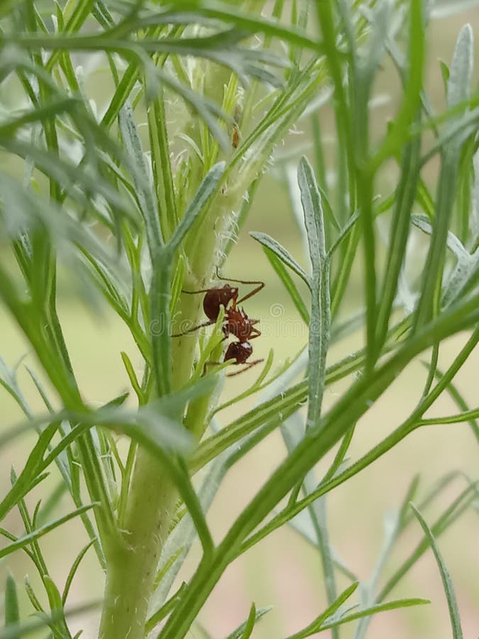 Cute ants looking for food stock image. Image of cute - 271156479