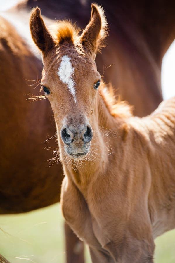 Cute arabian foal stock photo. Image of miniature, cute - 70493270