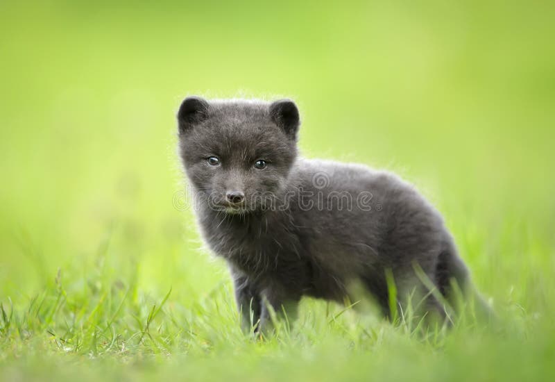 Cute Arctic Fox Cub in the Meadow Stock Photo - Image of blue, norway ...