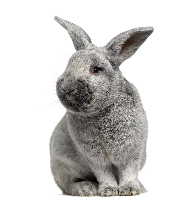 Argente Rabbit Isolated on White Stock Image - Image of animal, argente ...