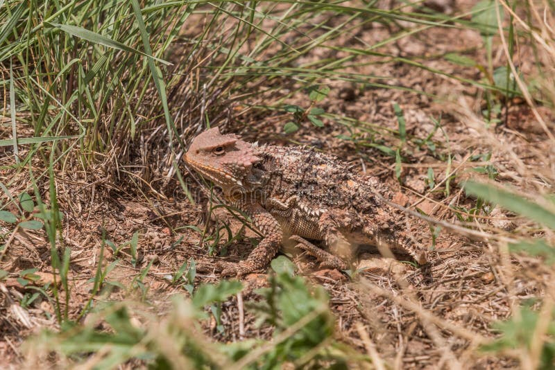 Cute Arizona Horned Lizard stock photo. Image of wildlife - 96946824