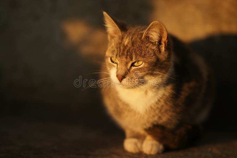 Cute Ash Cat Sitting Outdoors at Sunset. Pet Portrait Stock Image ...