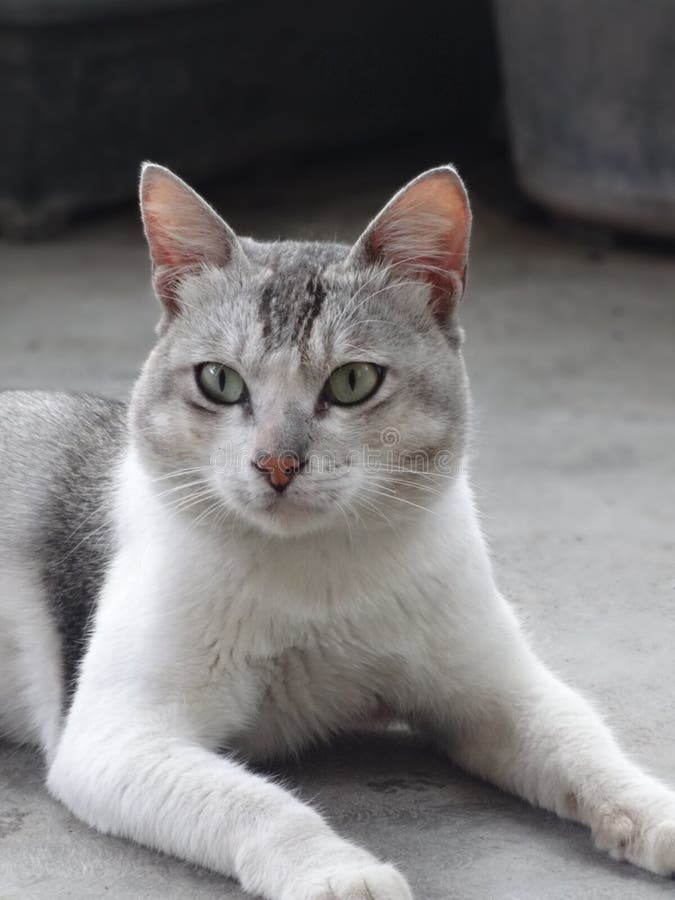 Cute ash and white cat stock image. Image of carnivore - 243699321