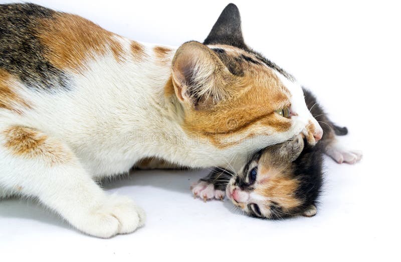 Cute Asia Kitty Cat of Thailand Stock Image - Image of face, little ...