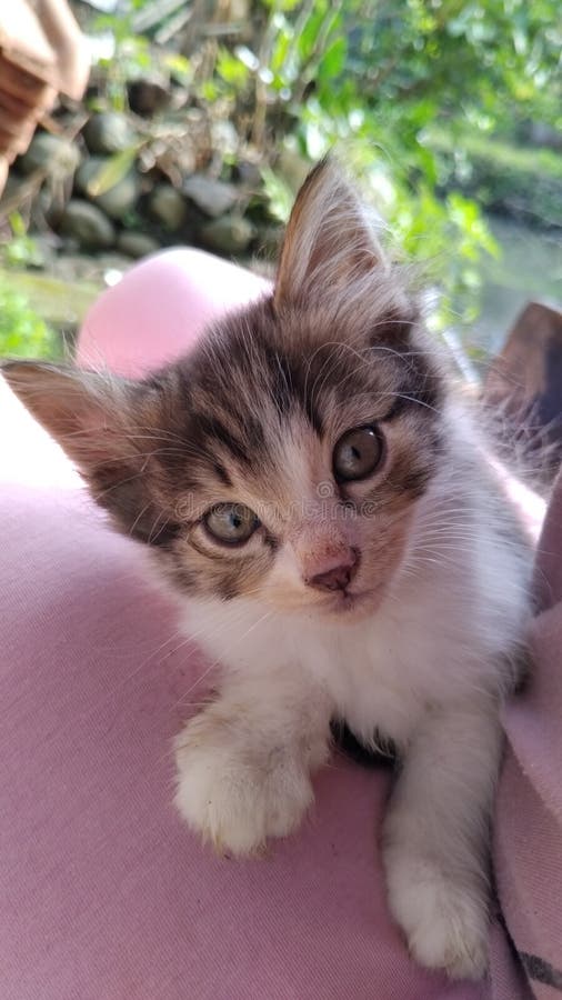 Cute Asian Kitten Cat White Cat Cute Pet Stock Image - Image of white ...