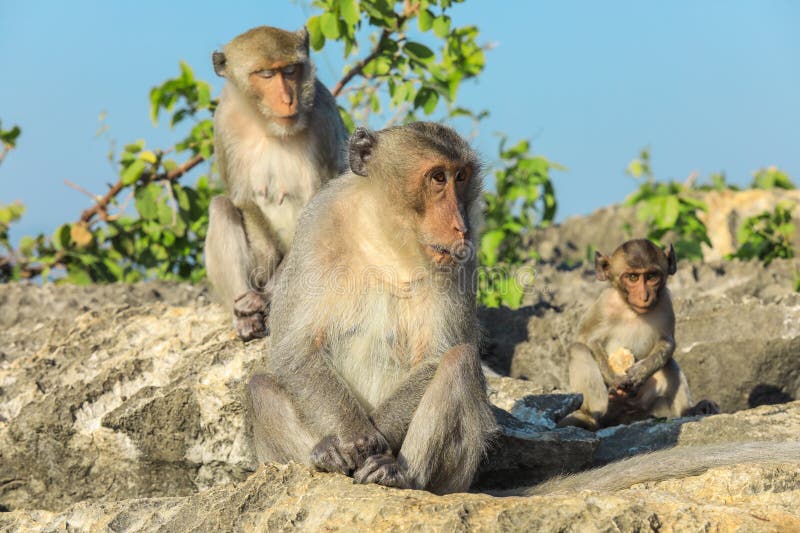 Cute Asian Macaque on the Village Road Stock Image - Image of lifestyle ...
