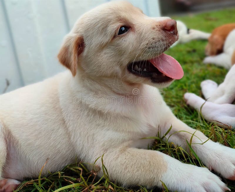 Cute asian puppy stock photo. Image of animal, asian - 262044382