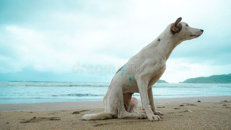 Cute Aspin Dog Sitting on Sand Beach by Water Under Blue Sky Stock ...