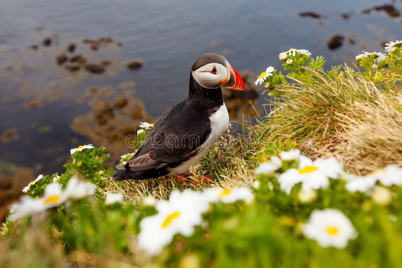 Cute Atlantic Puffin in Iceland Stock Image - Image of icelandic ...