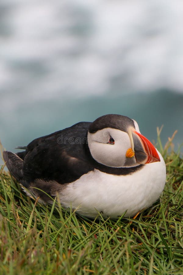 Cute Atlantic Puffin Lying on Grass Plants with Blue Background ...