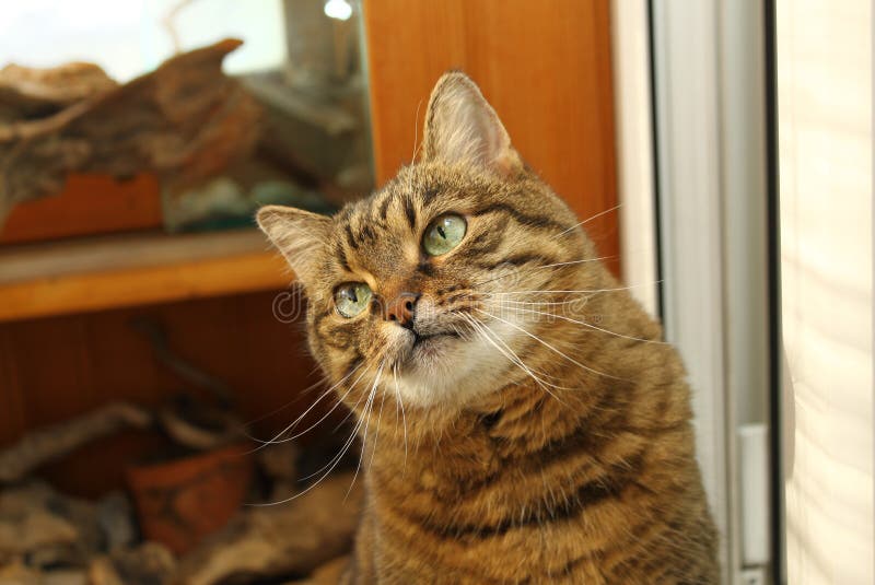 Cute Attentive Domestic Cat Stock Image - Image of color, kitty: 261624011