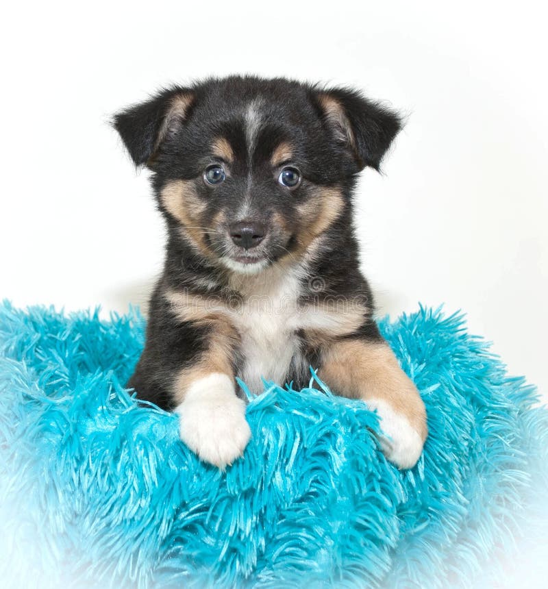 Cute Aussie Puppy stock image. Image of adorable, australian - 34988851