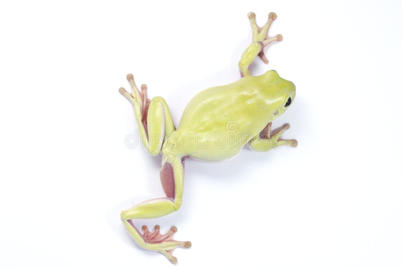 Australian Green Tree Frog on White Background Stock Image - Image of ...