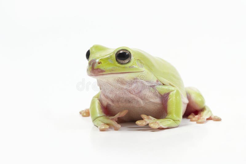 Australian Green Tree Frog on White Background Stock Image - Image of ...