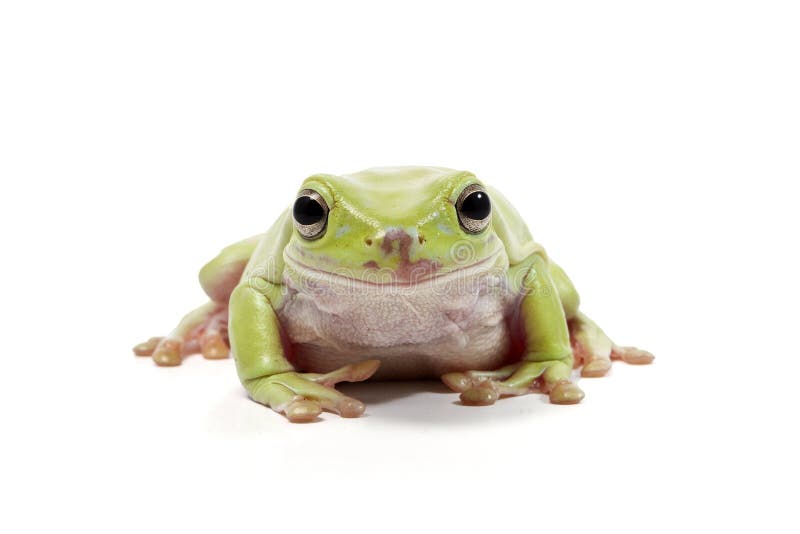Green Tree Frog on White Background Stock Photo - Image of fauna, life ...