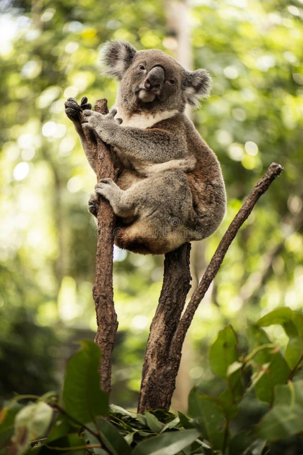 5,750 Cute Koala Stock Photos - Free & Royalty-Free Stock Photos from ...