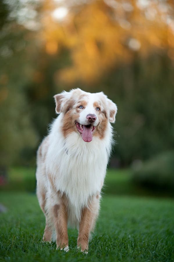 Cute australian shepherd stock image. Image of friend - 83813959