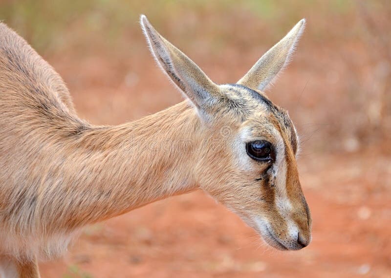 Cute Baby Antelope Head Closeup Stock Image - Image of game, background ...