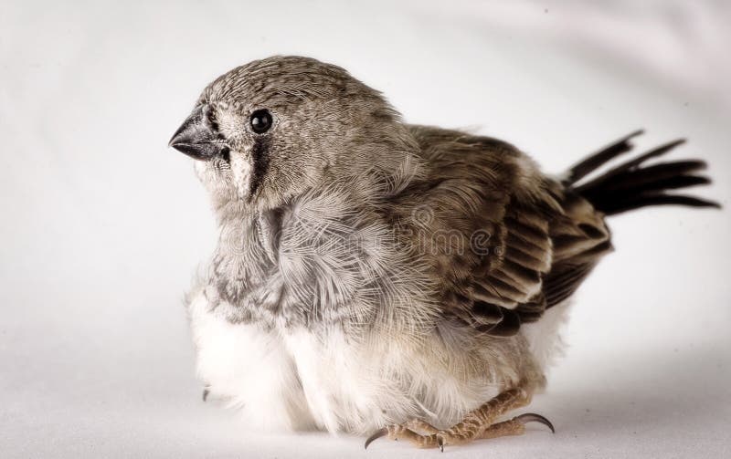 Cute baby bird stock image. Image of feathers, closeup - 23750703