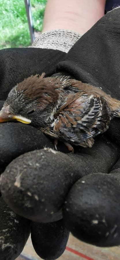 Saved Baby Bird stock photo. Image of cozy, baby, cute - 252035978
