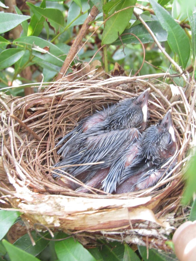 Cute baby birds at nest stock image. Image of wildlife - 320627407