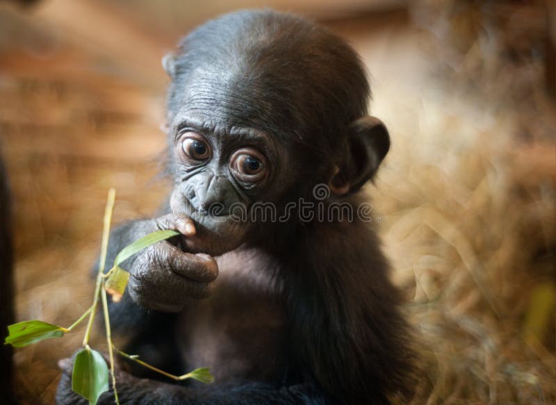 Cute baby Bonobo monkey stock image. Image of alone, playful - 14658221