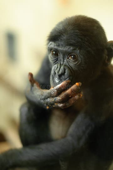 Cute baby Bonobo monkey stock photo. Image of small, rare - 14658574