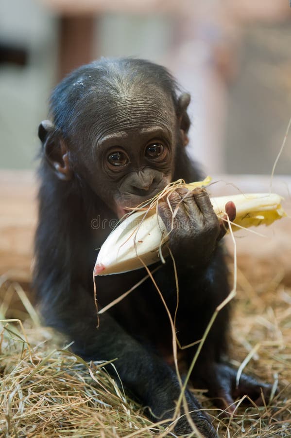 Cute baby Bonobo monkey stock image. Image of pygmy, natural - 16720945