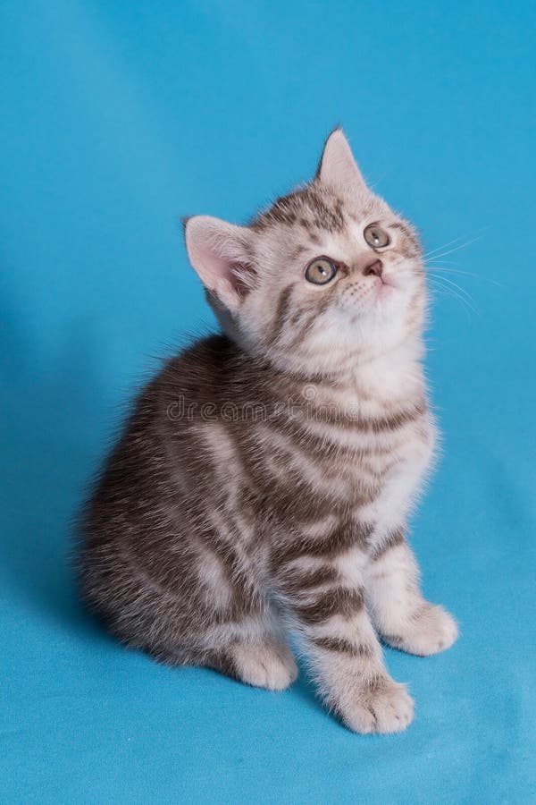 Cute Baby British Kitten with Stubby Tail Jumping and Playing on Blue ...