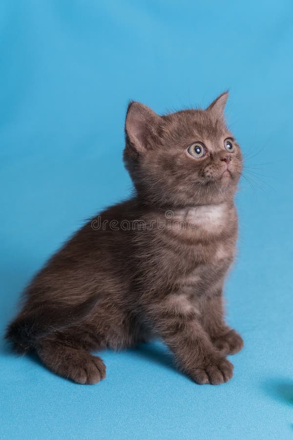 Cute Baby British Kitten with Stubby Tail Jumping and Playing on Blue ...