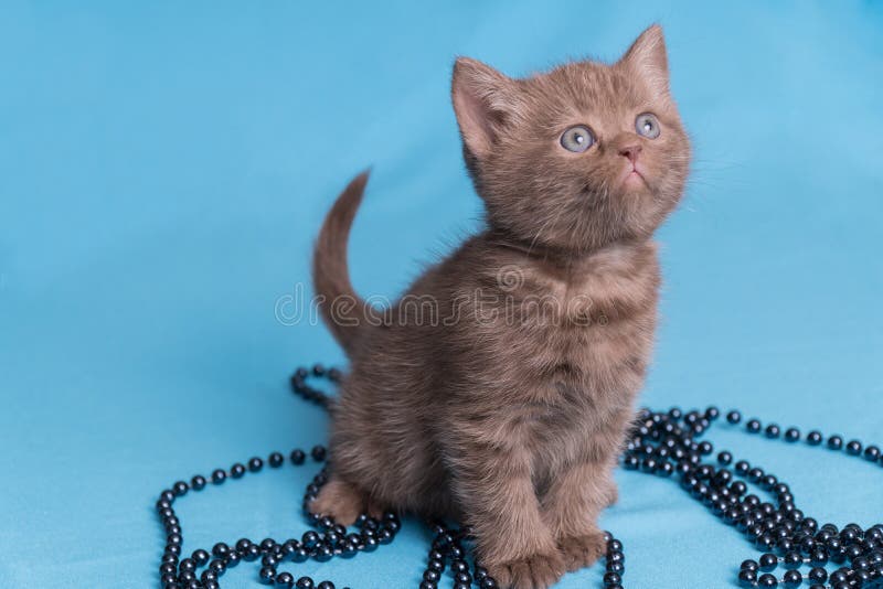 Cute Baby British Kitten with Stubby Tail Jumping and Playing on Blue ...
