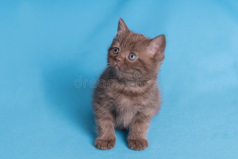 Cute Baby British Kitten with Stubby Tail Jumping and Playing on Blue ...
