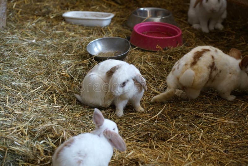 Cute Baby Bunnies on the Dry Grass Stock Image - Image of portrait ...