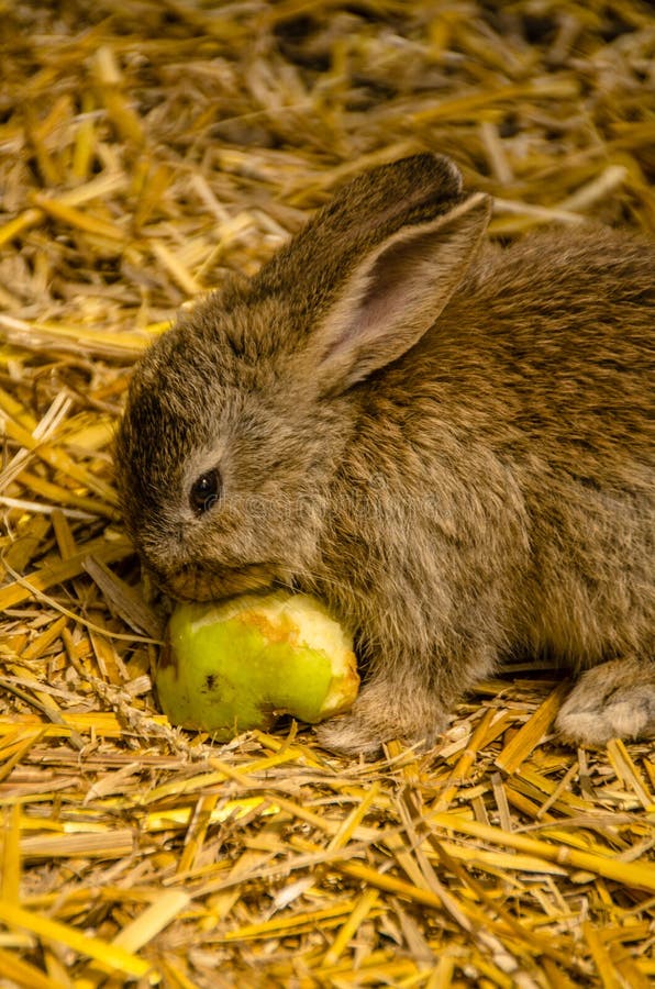 Cute Baby Bunny stock image. Image of wild, brown, small - 67407741