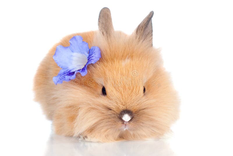 Cute Baby Bunny with a Flower Stock Image - Image of rabbit, nature ...
