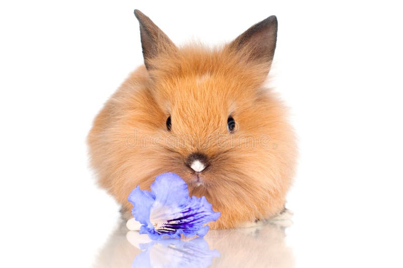Cute Baby Bunny with a Flower Stock Image - Image of rabbit, nature ...