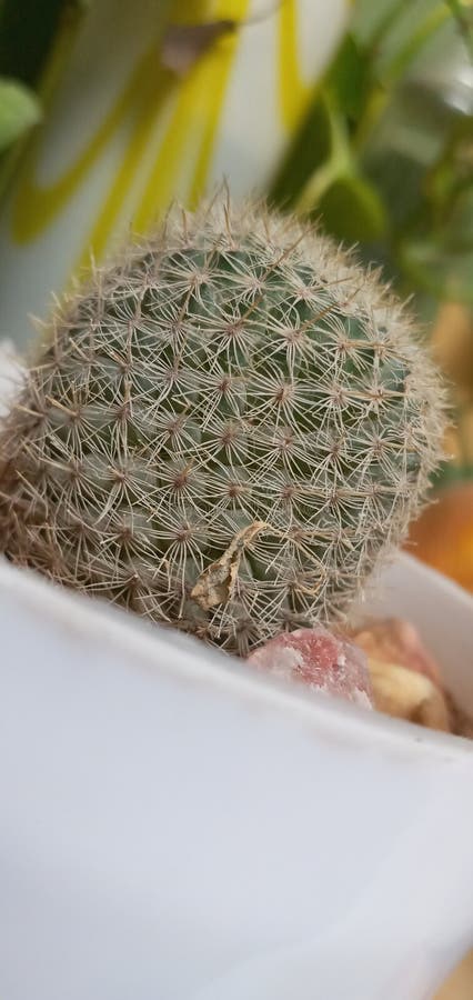 Cute Baby Cactus on the Table Stock Image - Image of wildflower ...