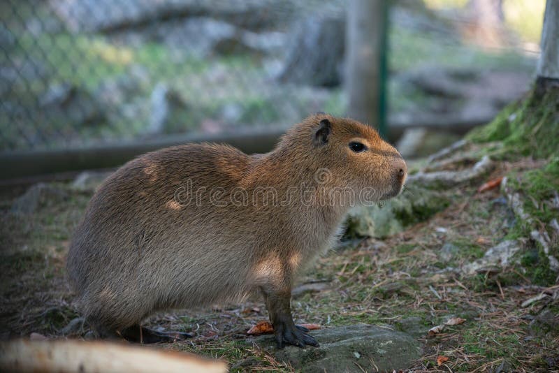 Cute Baby Capybara Adorable Baby Capybaras Arrive At Sydney Zoo