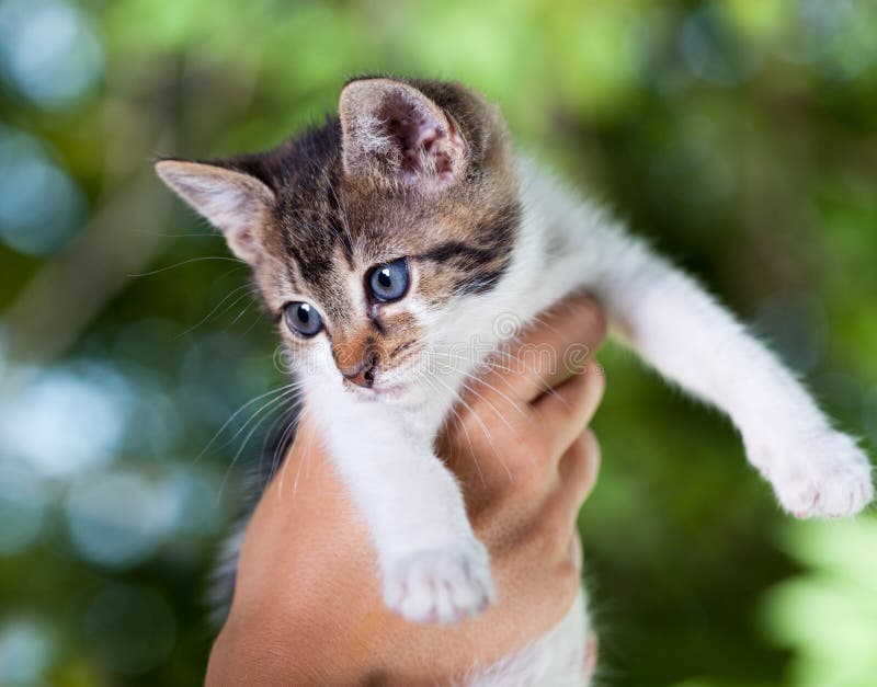 Cute baby cat stock image. Image of young, cute, animal - 22982409