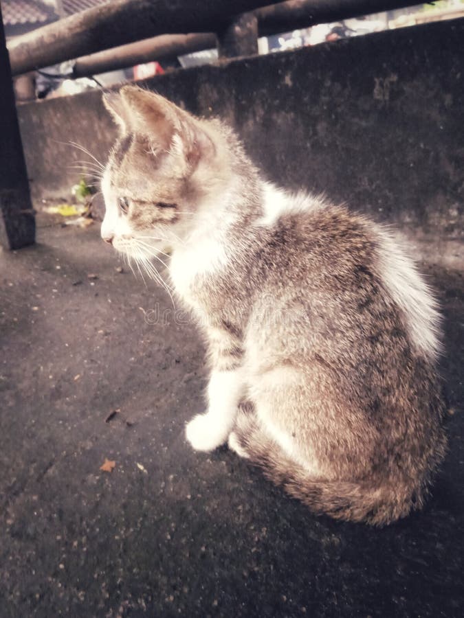Cute baby cat alone stock photo. Image of animal, carnivore - 249489950